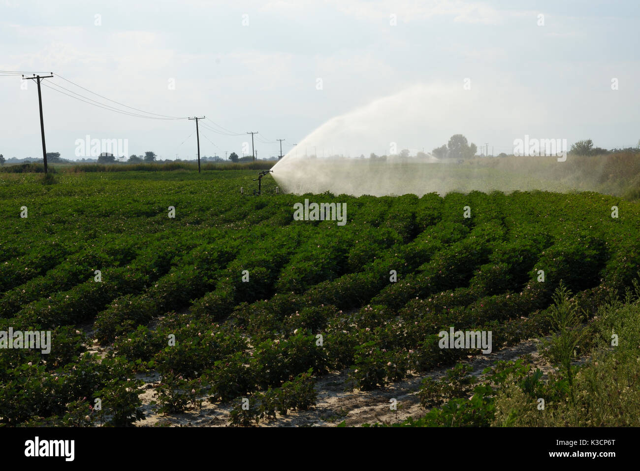 Cotton irrigation hi-res stock photography and images - Alamy