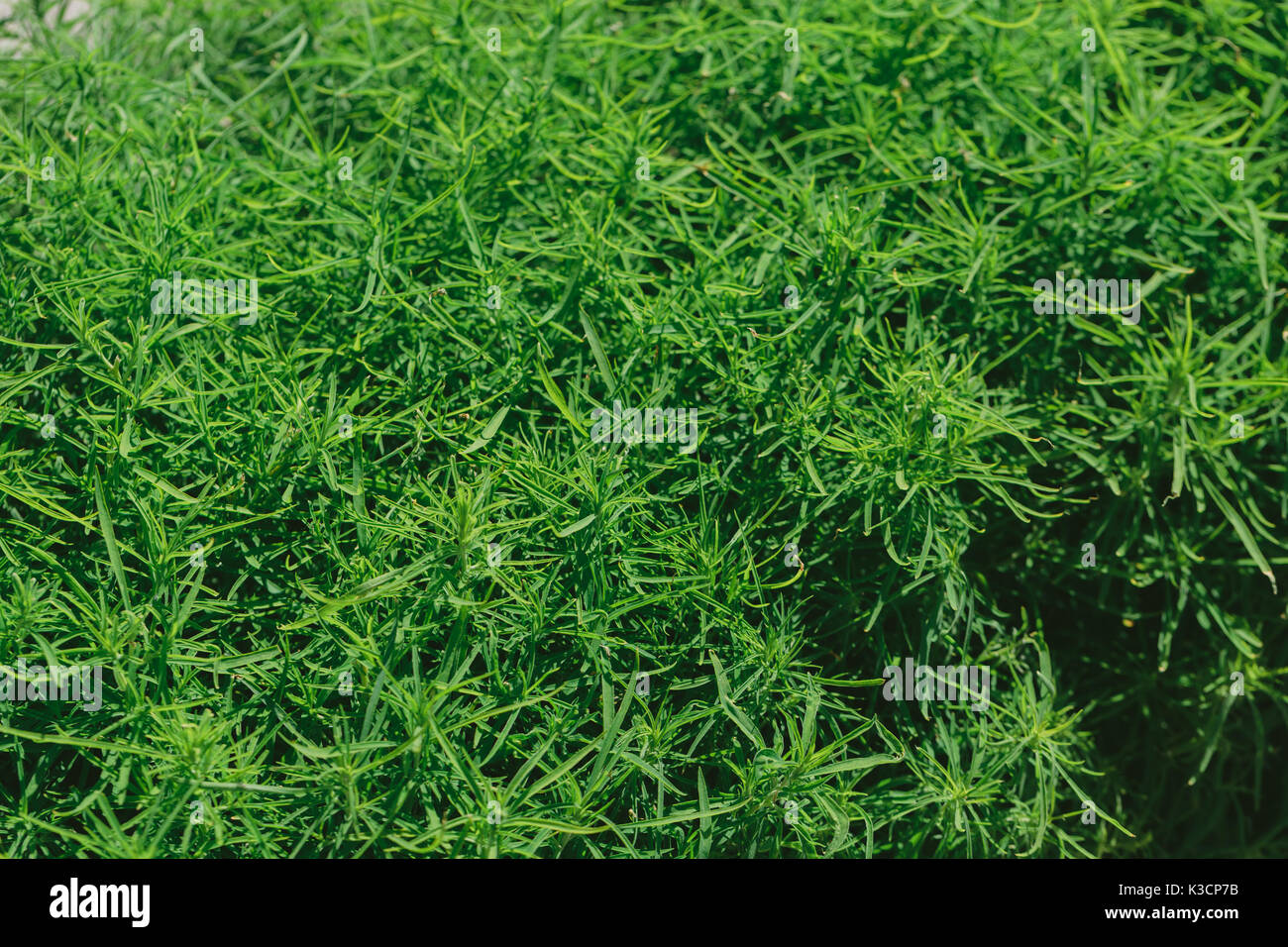 Beautiful closeup green plant hi-res stock photography and images - Alamy