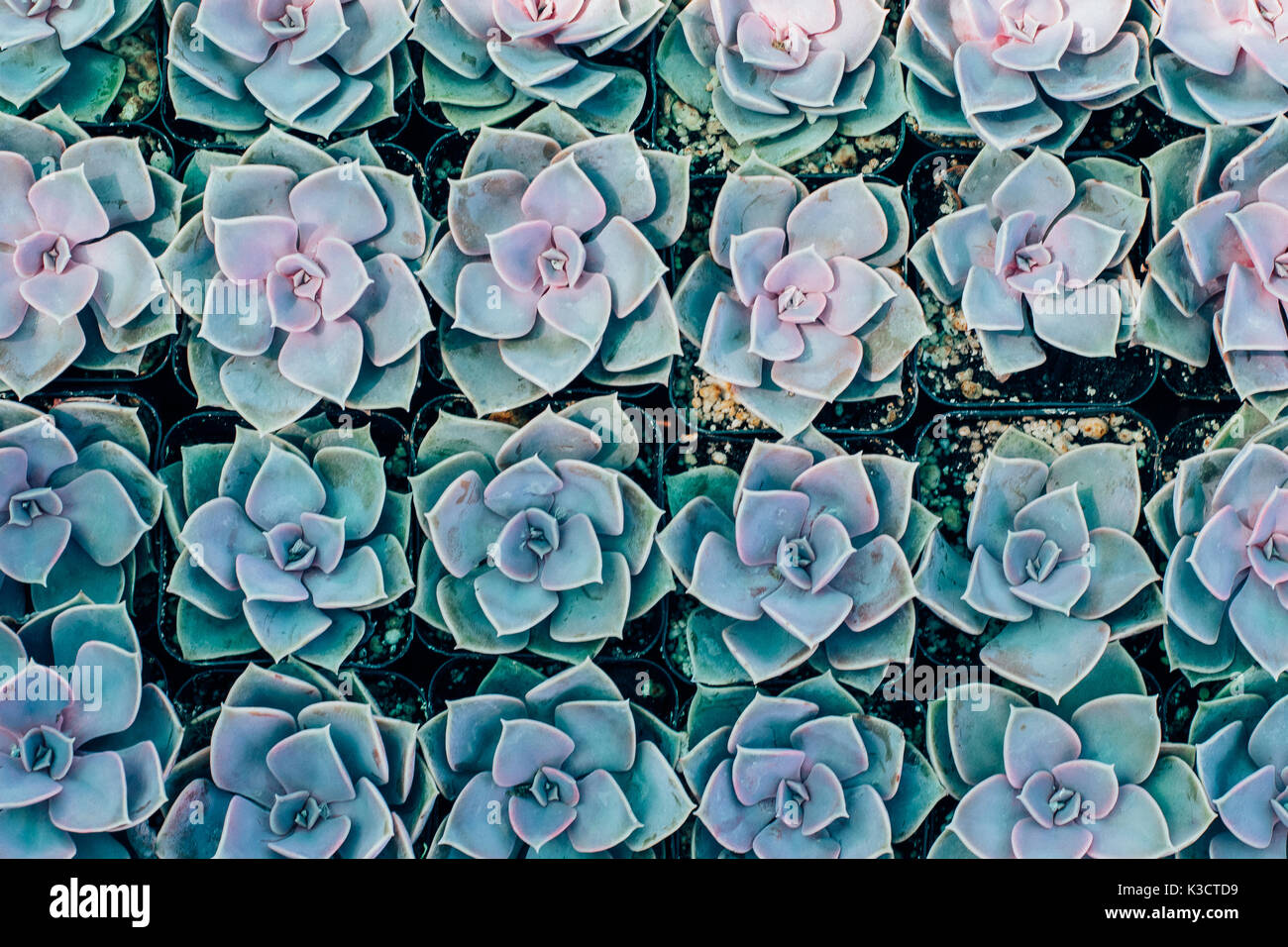 Succulents in pots hi-res stock photography and images - Alamy