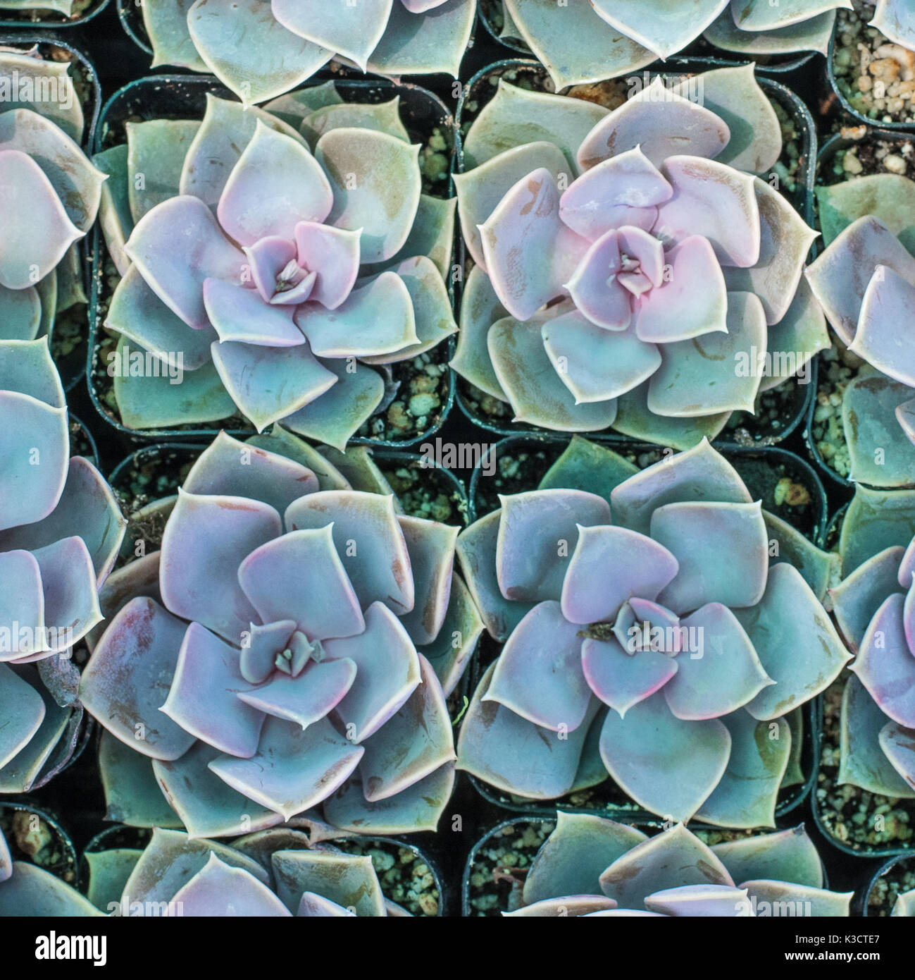 Succulents in pots hi-res stock photography and images - Alamy