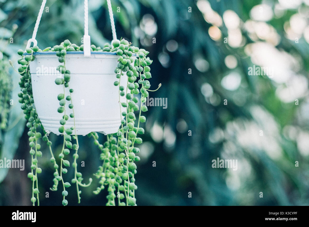 string of pearls succulent plant hanging in a greenhouse, symbolizing ...