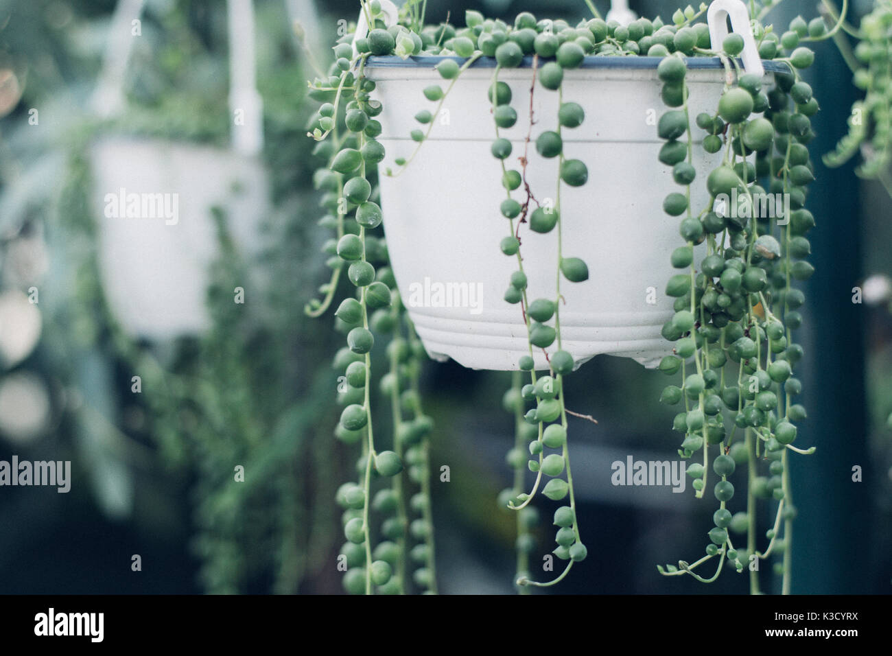 string of pearls succulent plant hanging in a greenhouse, symbolizing ...