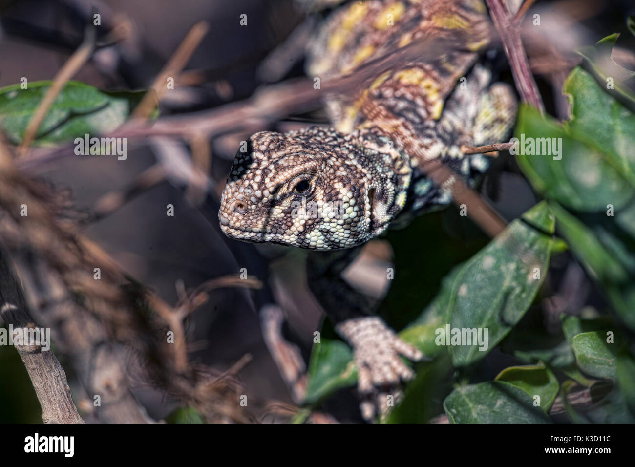 North african spiny tailed lizard uromastyx hi-res stock photography ...