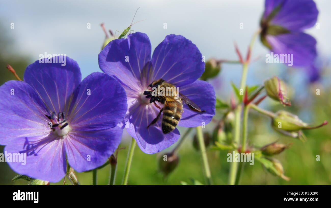 A bee harvesting pollen form a flower Stock Photo - Alamy
