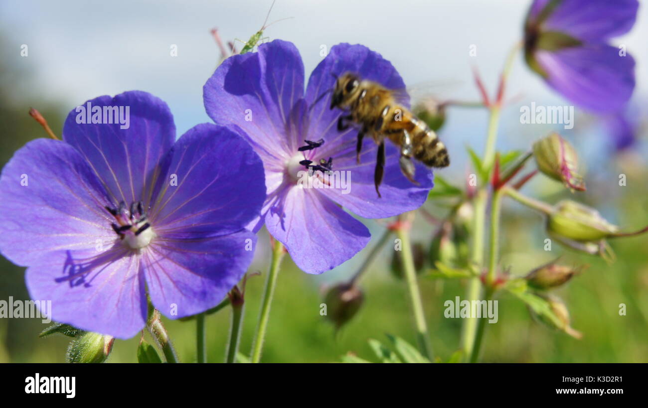 A bee harvesting pollen form a flower Stock Photo - Alamy
