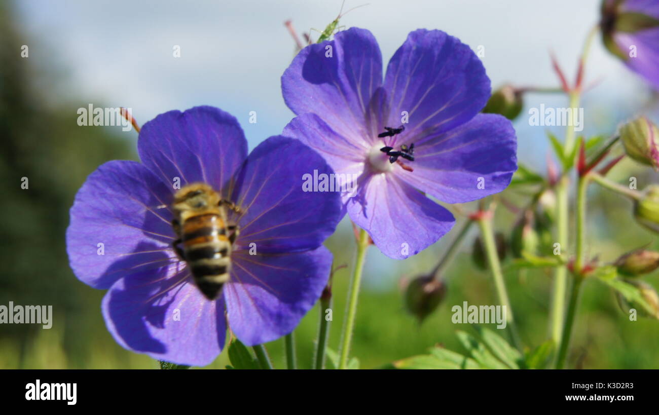 A bee harvesting pollen form a flower Stock Photo - Alamy