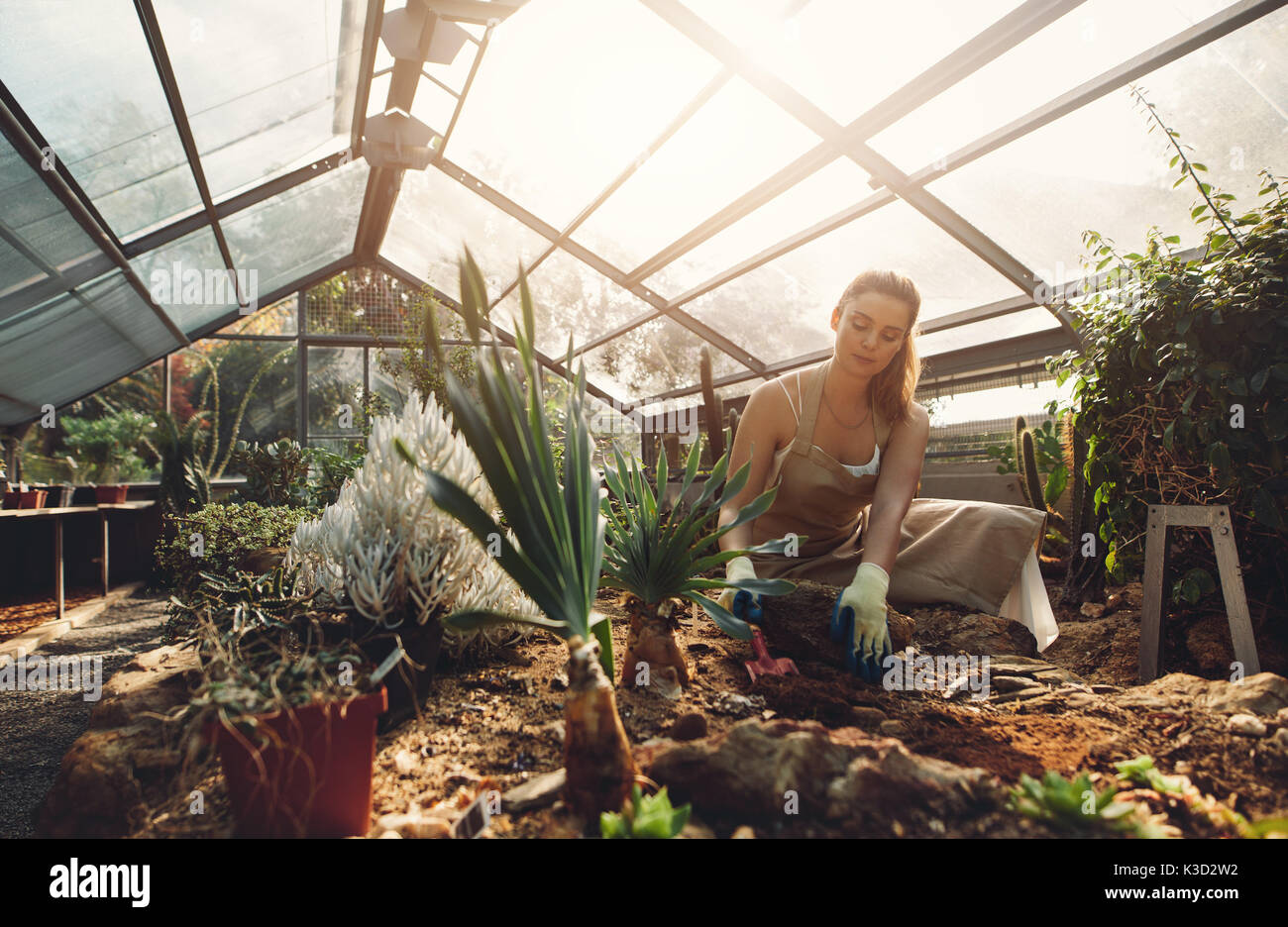 Young woman working in a greenhouse. Female worker planting seedlings ...