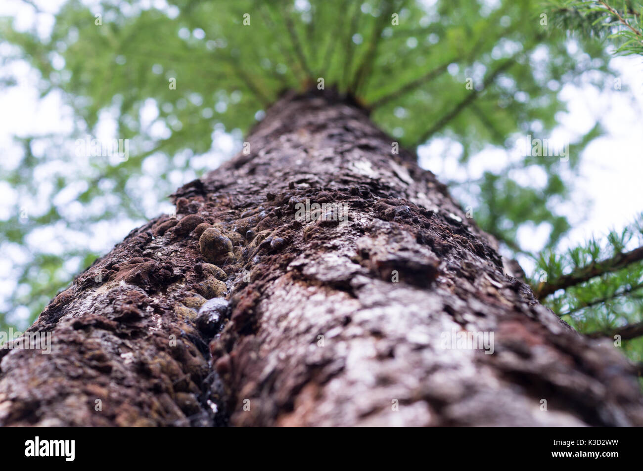 tree trunk with crown in the summer forest. nature, background Stock ...