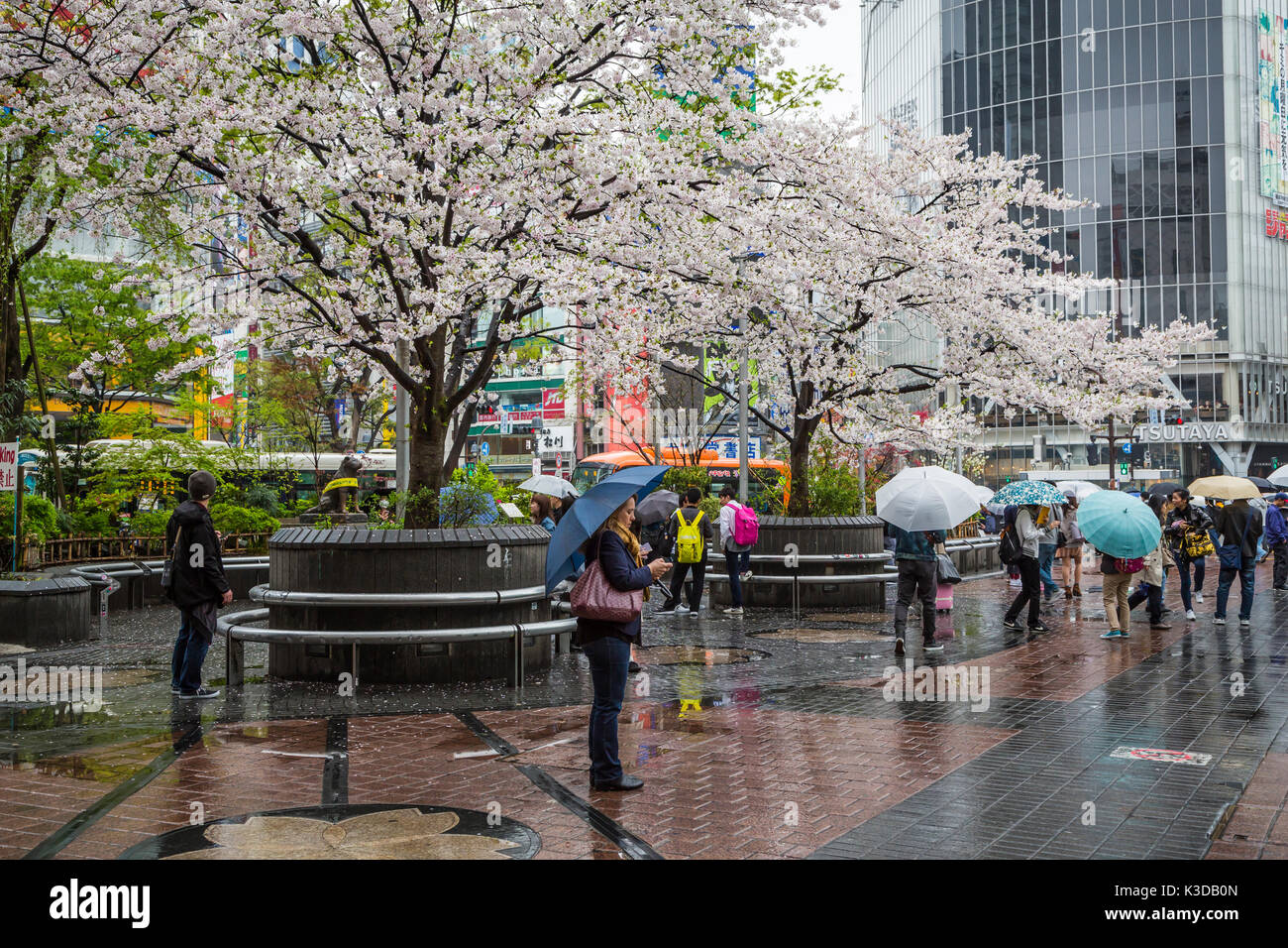 Cherry tree blossoms on a rainy day near the Shibuya train station in ...