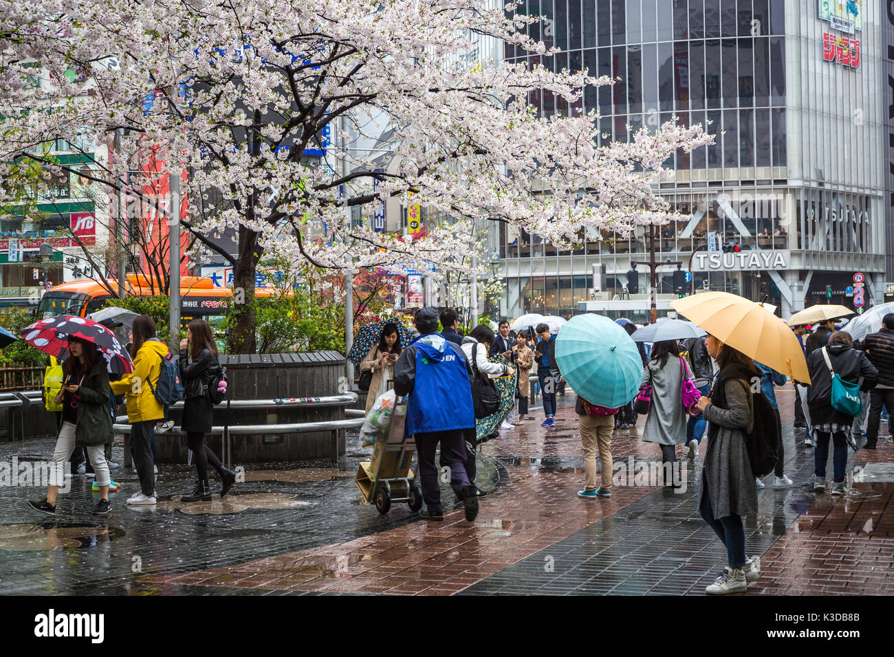 Cherry tree blossoms on a rainy day near the Shibuya train station in ...