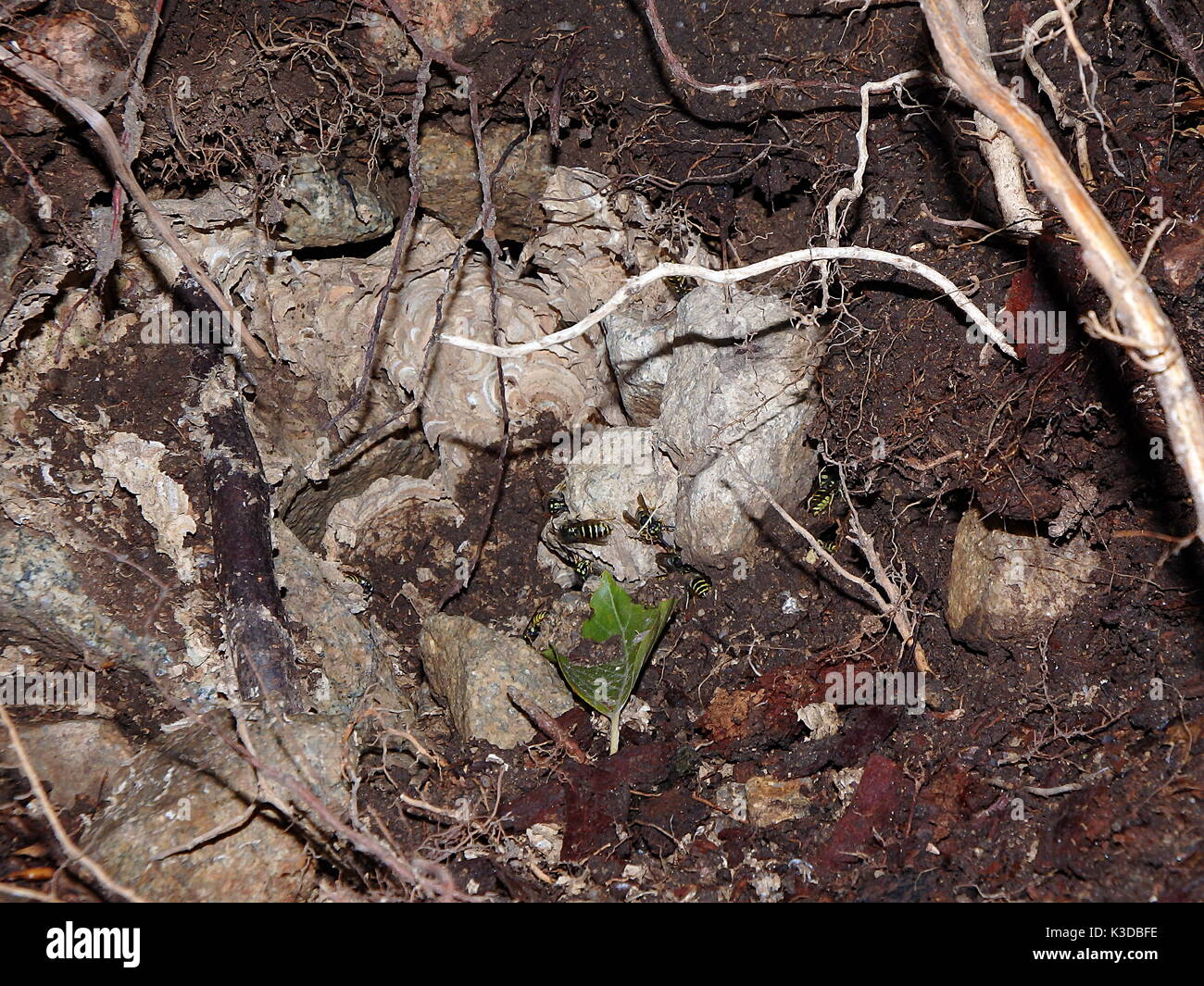 nest of wasps in the soil, Damaged nest of wasps Stock Photo - Alamy