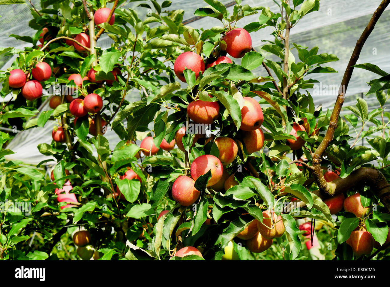Beautiful red apples on the tree in the orchard Stock Photo - Alamy