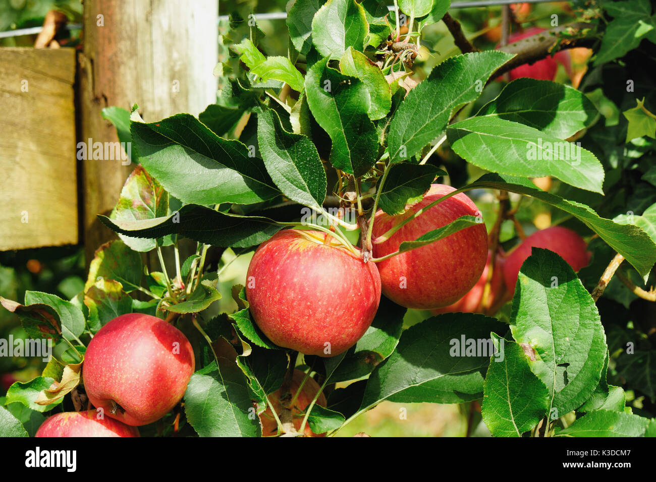 Beautiful red apples on the tree in the orchard Stock Photo - Alamy