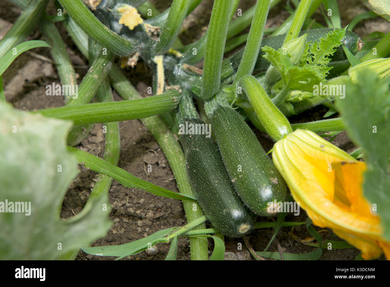 the courgettes in the garden, agriculture concept Stock Photo - Alamy