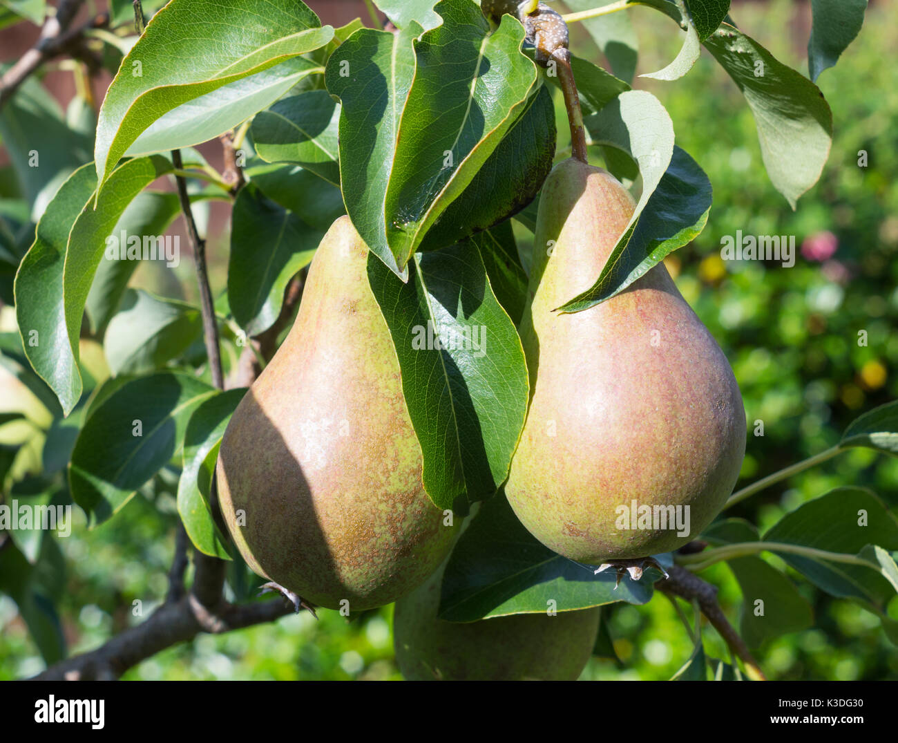 Ripening Fruit of pear Concorde (Pyrus communis) on tree, UK Stock ...