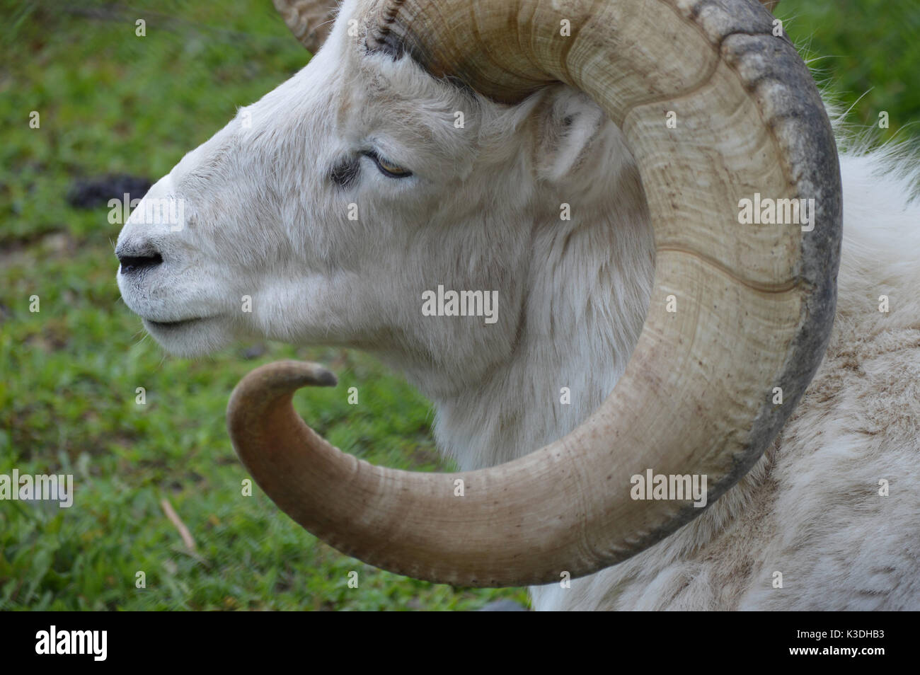 Male dall sheep hi-res stock photography and images - Alamy