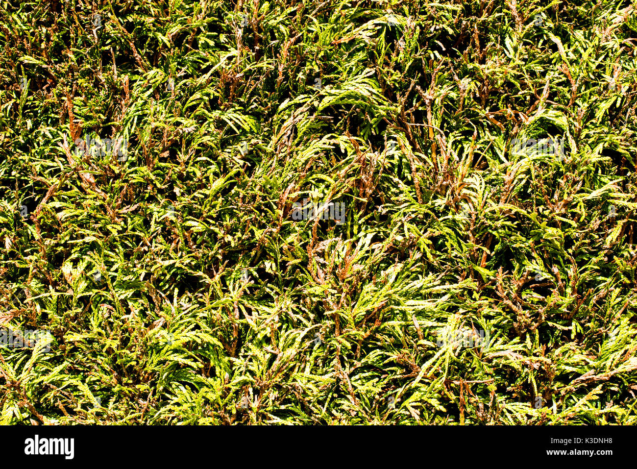 Thick hedge close up hi-res stock photography and images - Alamy