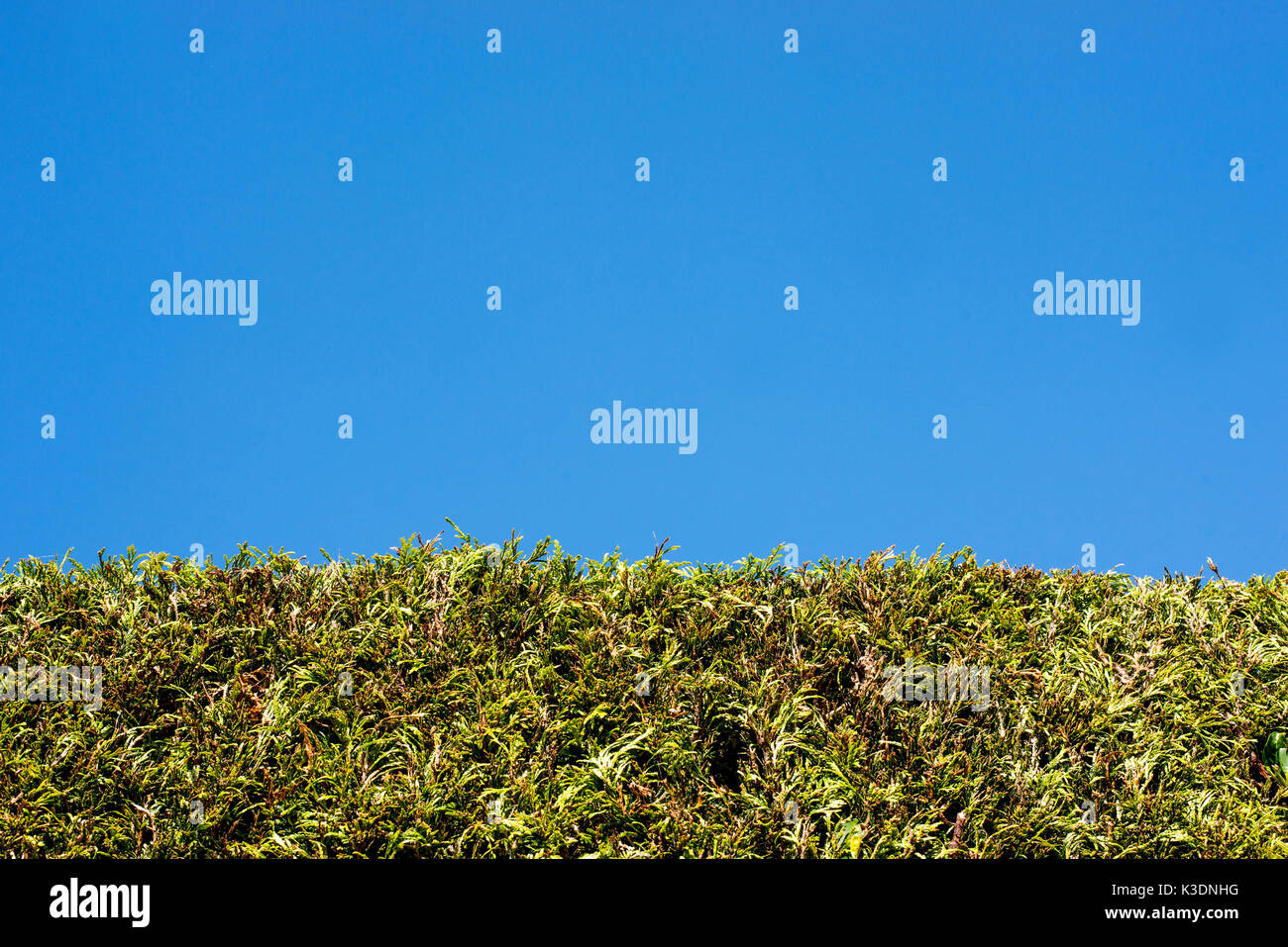 Green Conifer Hedge TOp Against A Clear Blue Summer Sky Stock Photo - Alamy