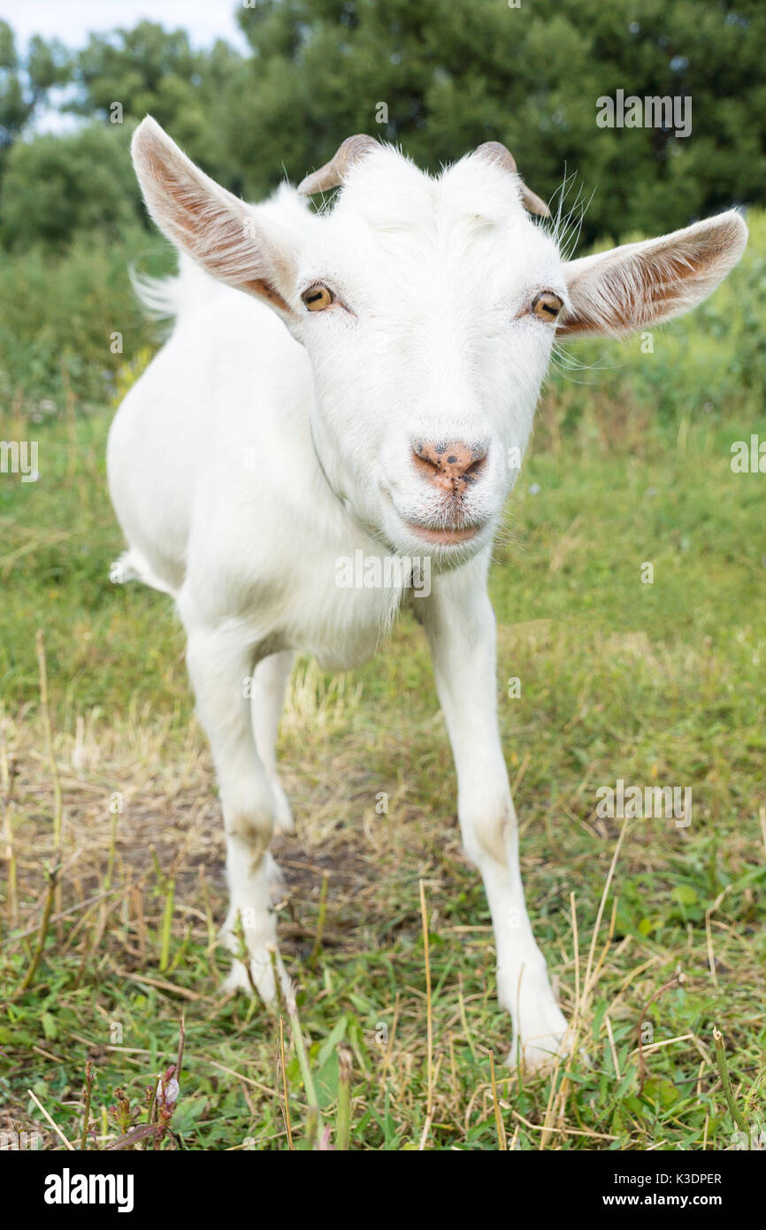 Goat Tongue High Resolution Stock Photography and Images - Alamy