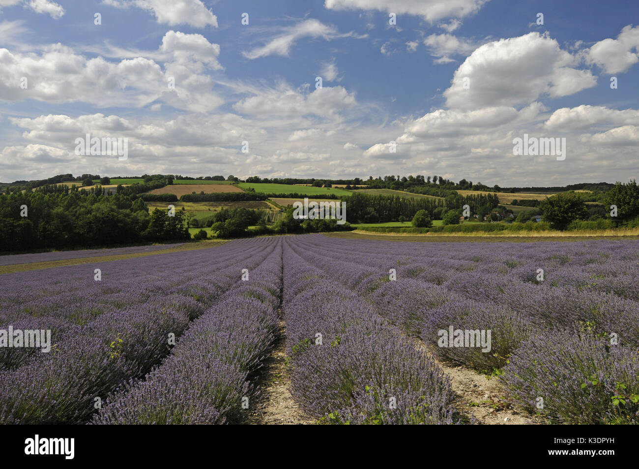 Lavender field, Castle farm, Shoreham, Kent, England Stock Photo - Alamy