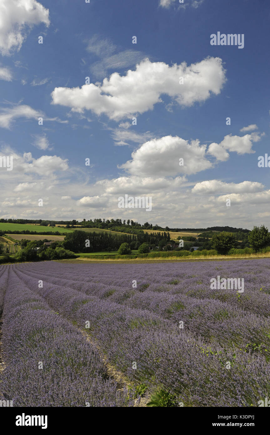 Lavender Castle Farm Shoreham Kent High Resolution Stock Photography ...
