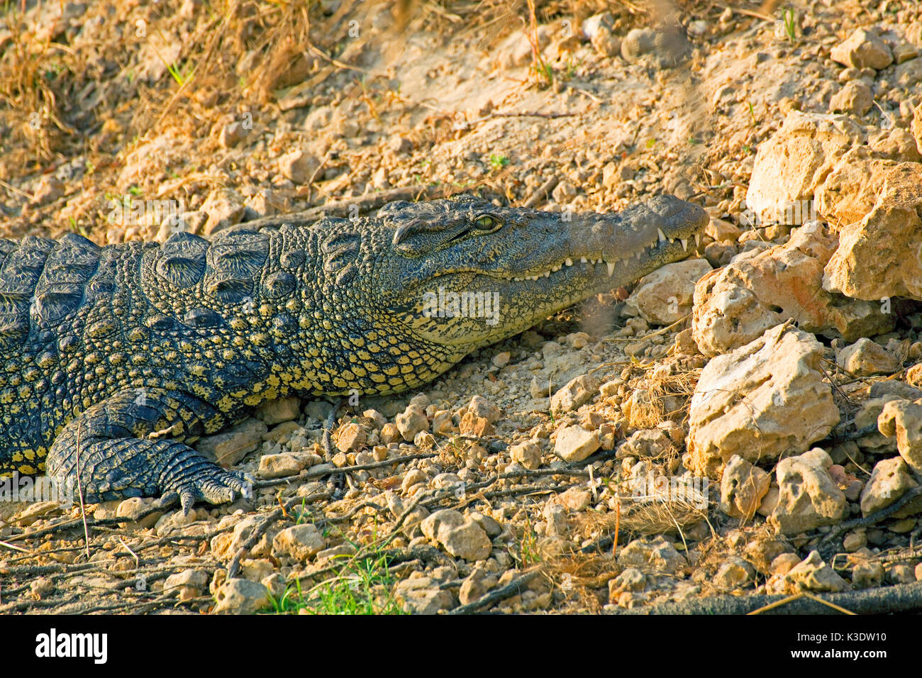 Reptiles of africa hi-res stock photography and images - Alamy