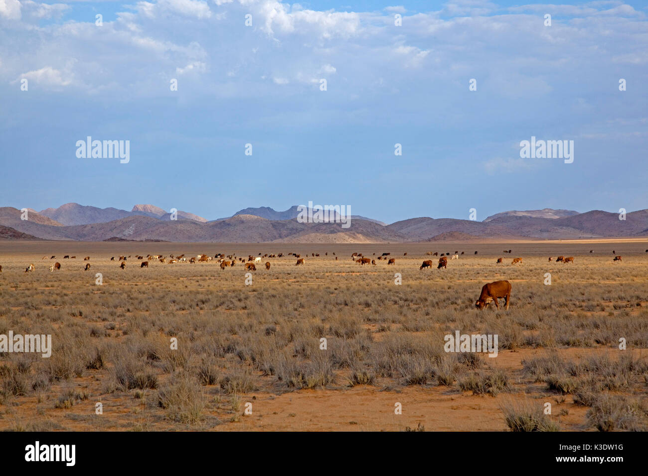Overgrazing cattle africa hi-res stock photography and images - Alamy