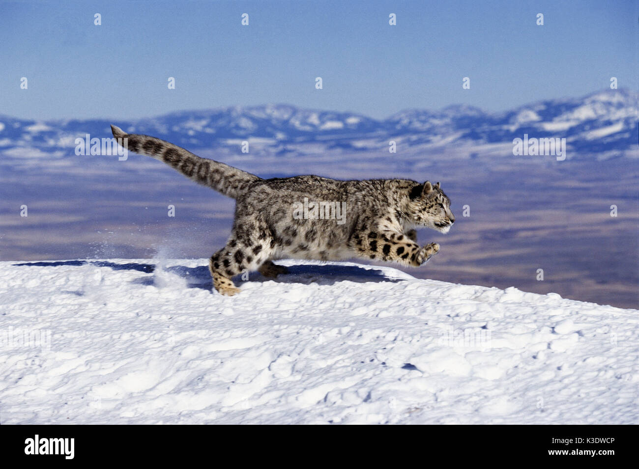 Leopard running hi-res stock photography and images - Alamy