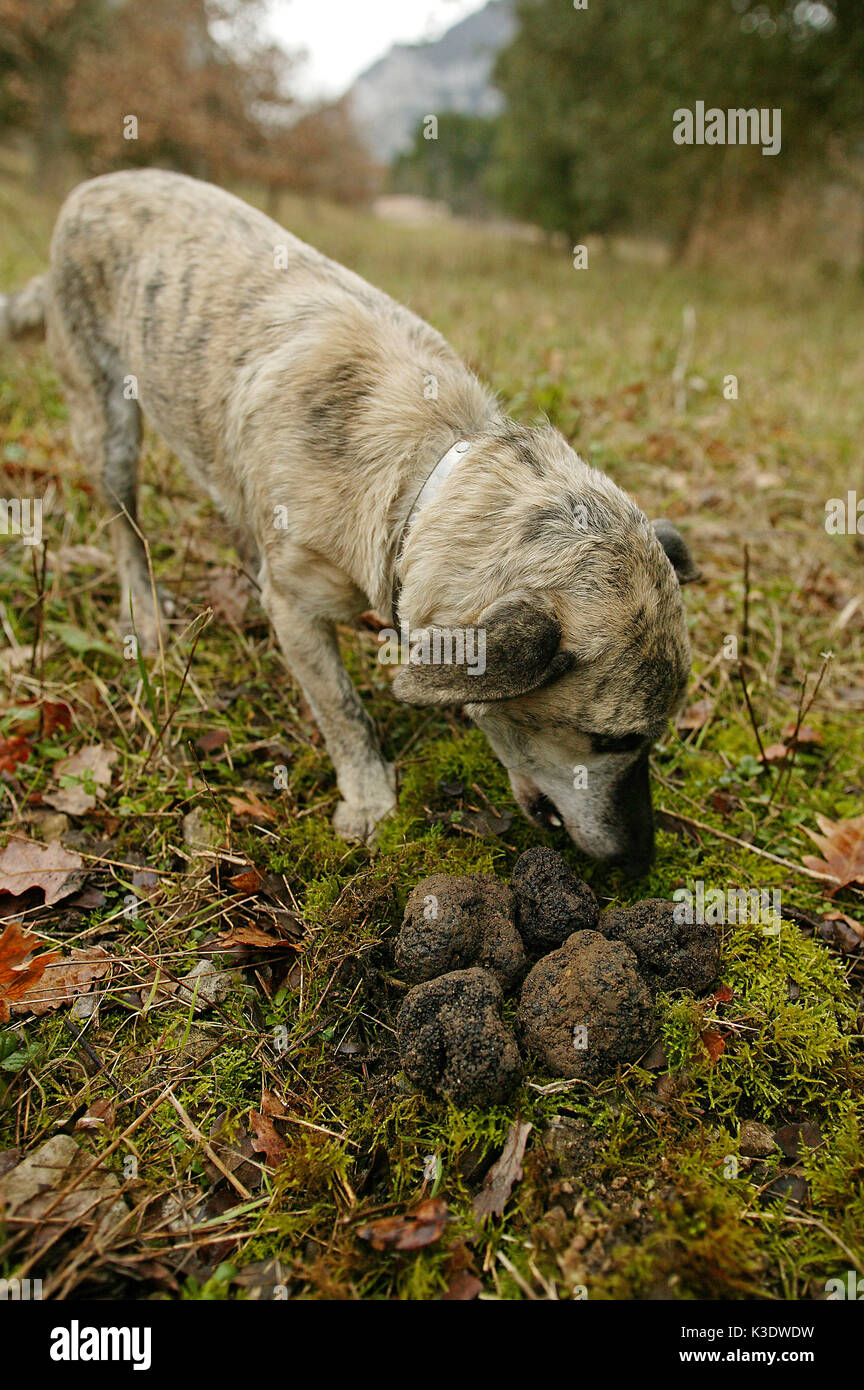 Dog, truffle search, Drome Stock Photo - Alamy