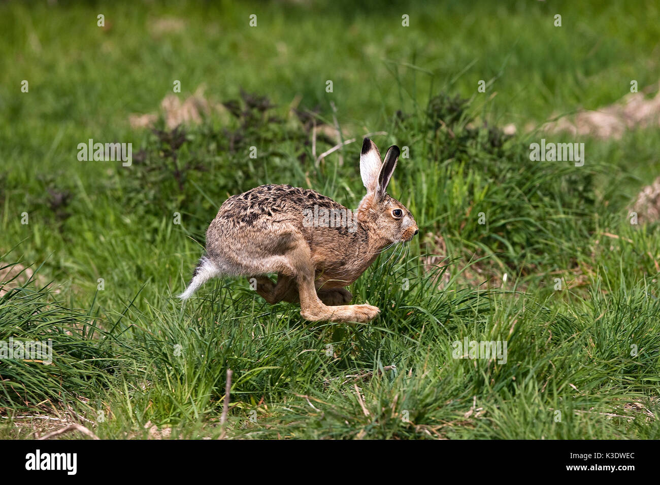 brown hare, Lepus europaeus, run, grass Stock Photo - Alamy