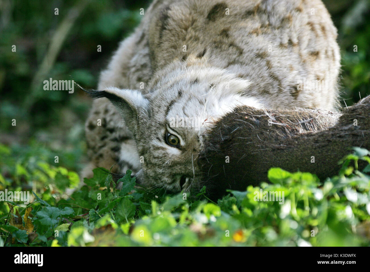 Dead deer hi-res stock photography and images - Alamy