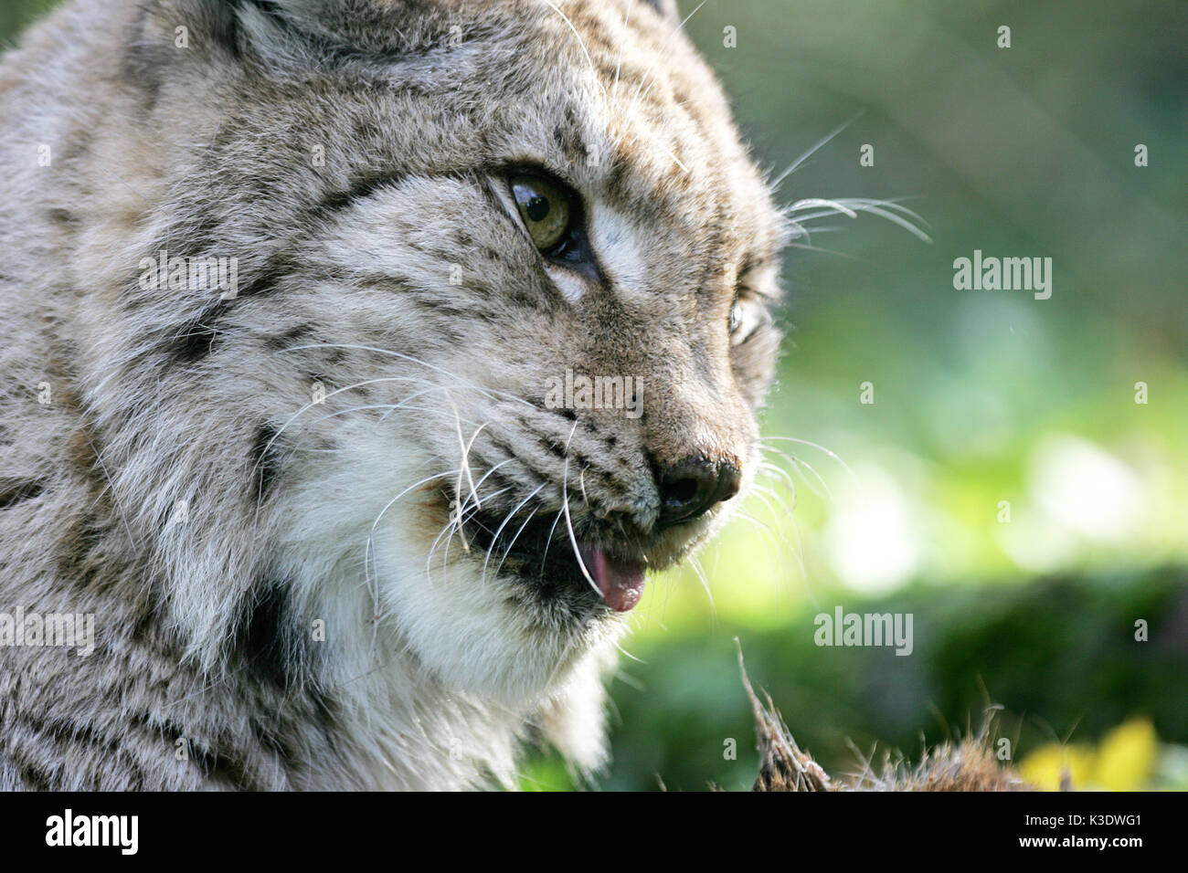 Portrait lynx lynx hi-res stock photography and images - Alamy