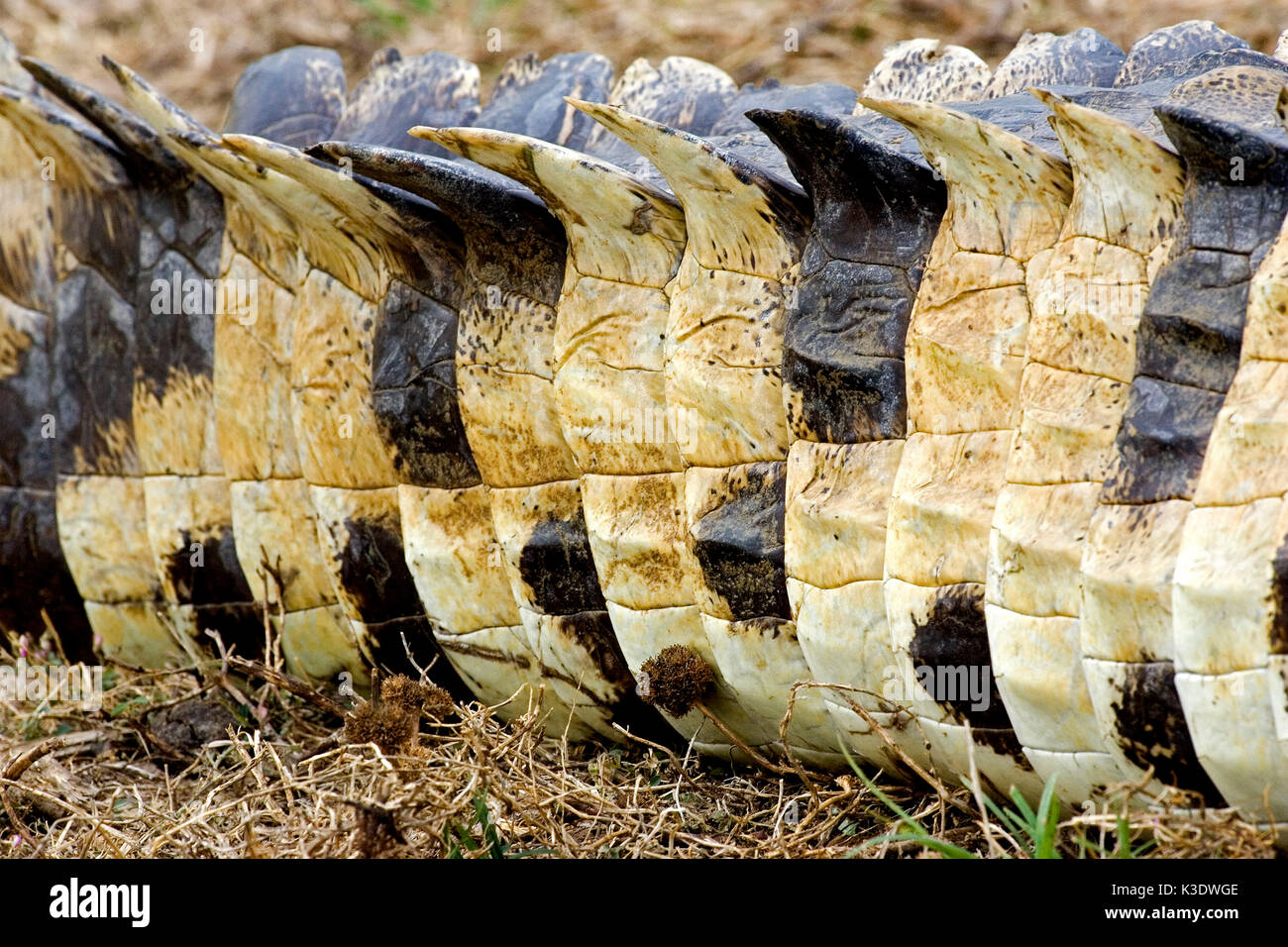 Orinoco crocodile, Crocodylus intermedius, medium close-up, Los Lianos ...