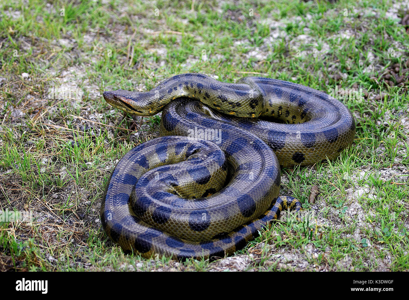 Green anaconda eunectes murinus hi-res stock photography and images - Alamy