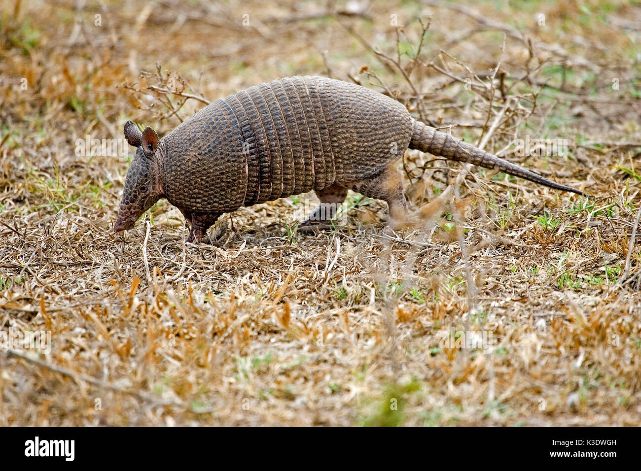 long-nosed armadillo, Dasypus novemcinctus, pampas, Los Lianos ...