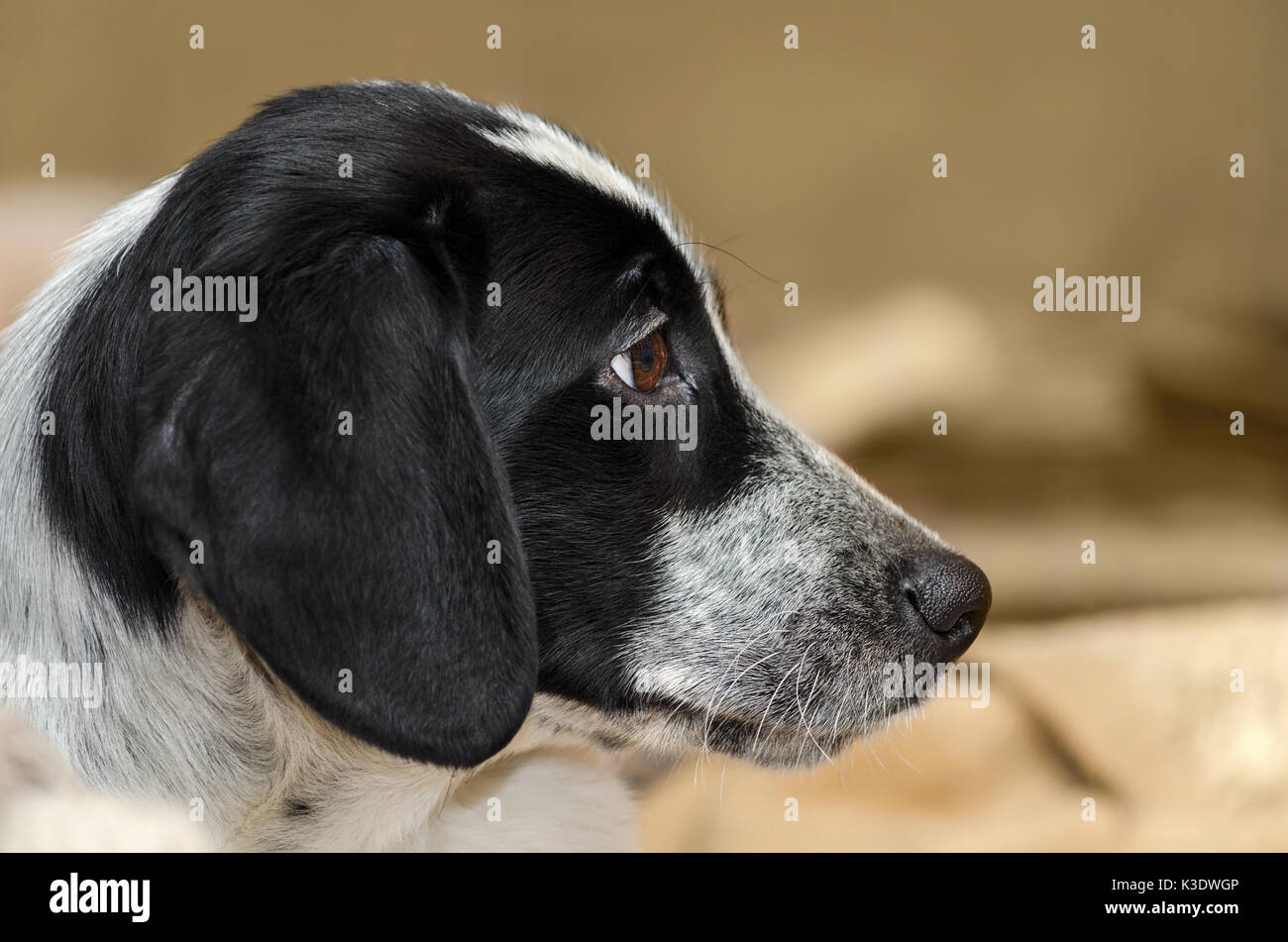 Pretty little spaniel look up hi-res stock photography and images - Alamy