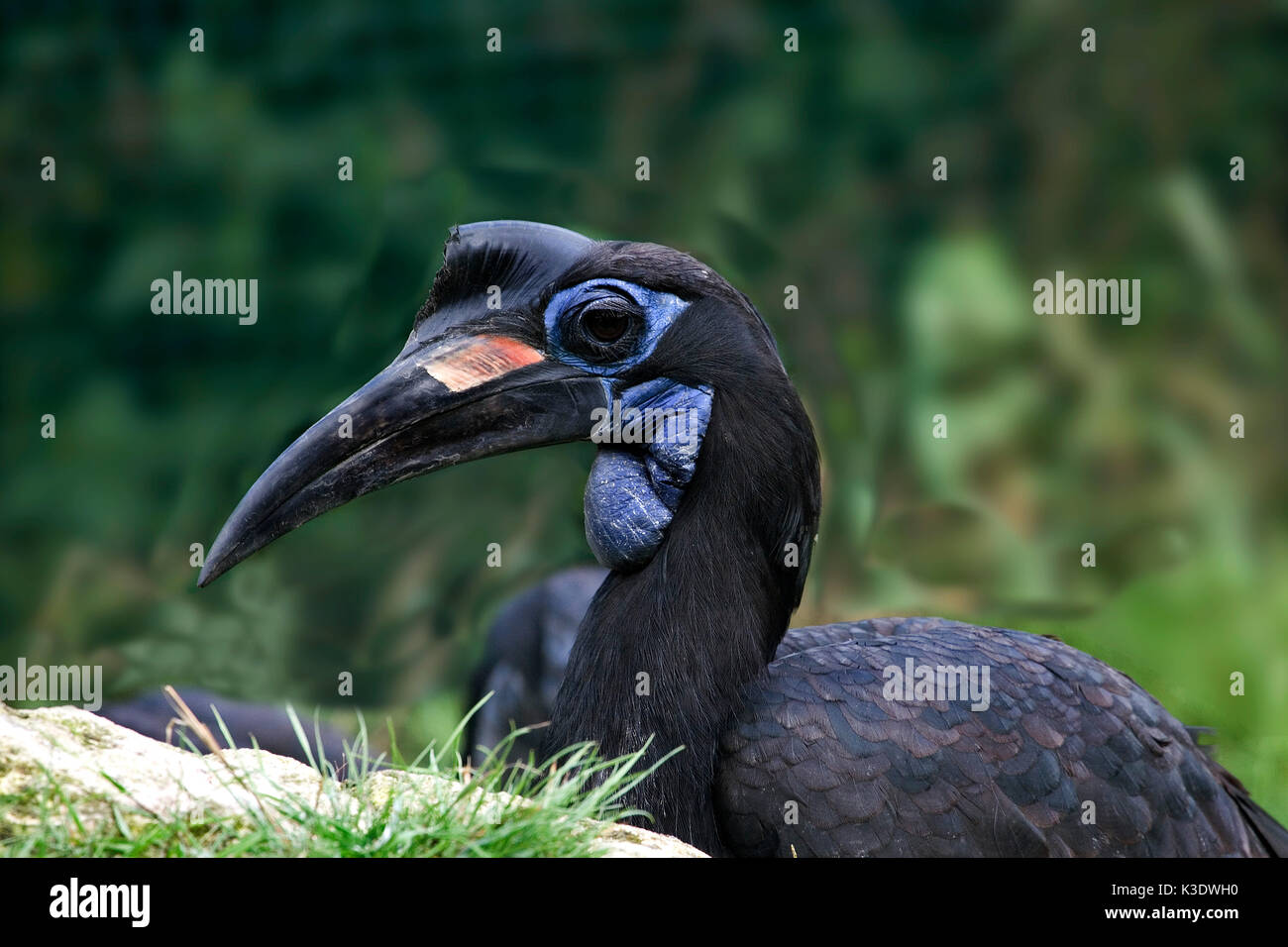 Northern horn raven, Bucorvus abyssinicus, portrait Stock Photo - Alamy