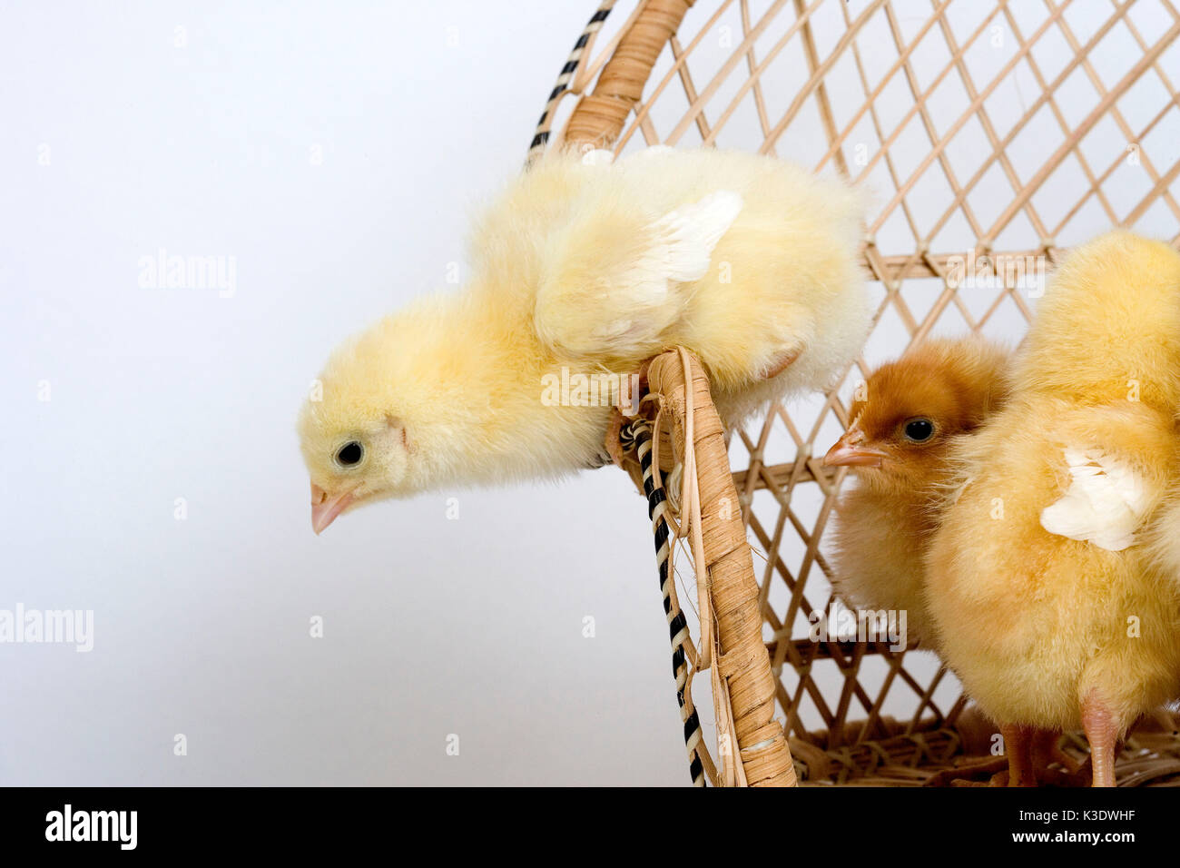 Animal babies hi-res stock photography and images - Alamy