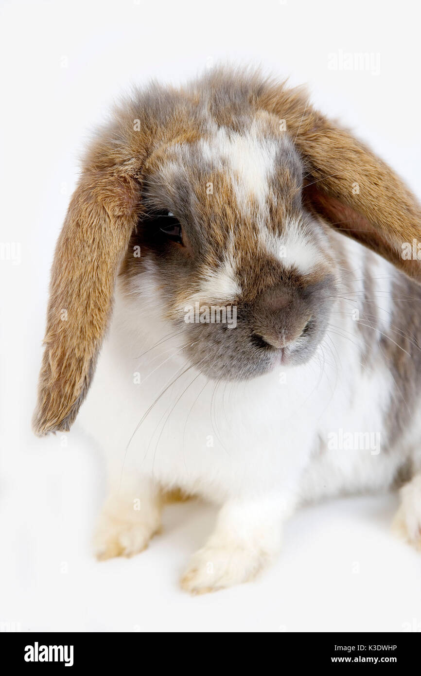 House rabbits, lop ears, studio photograph Stock Photo - Alamy
