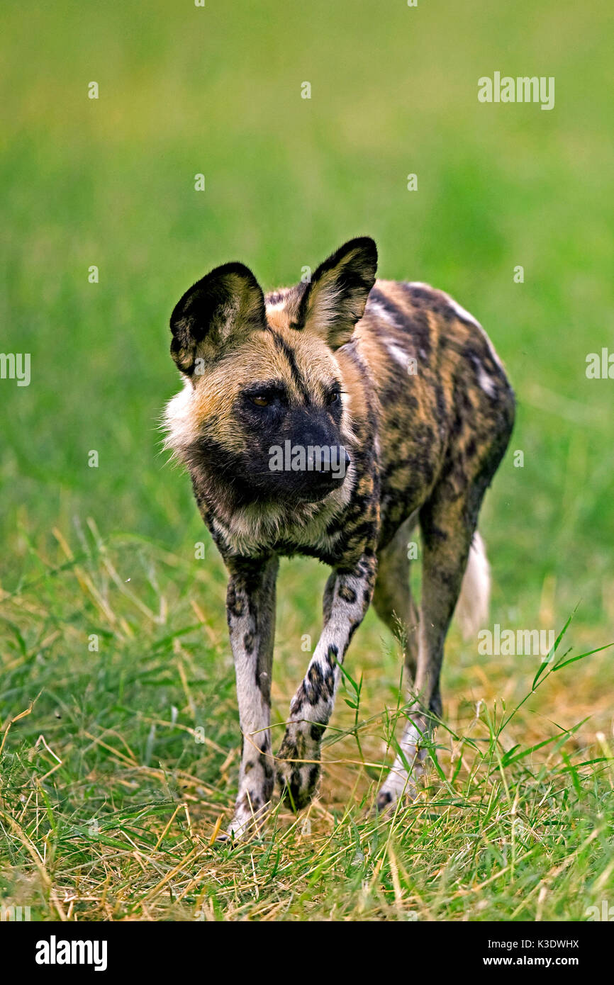 African wild dog lycaon pictus hi-res stock photography and images - Alamy