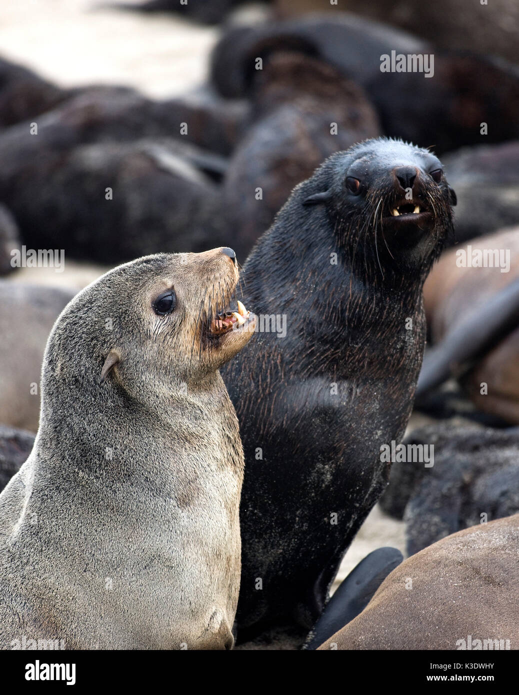 Bear the cross hi-res stock photography and images - Alamy