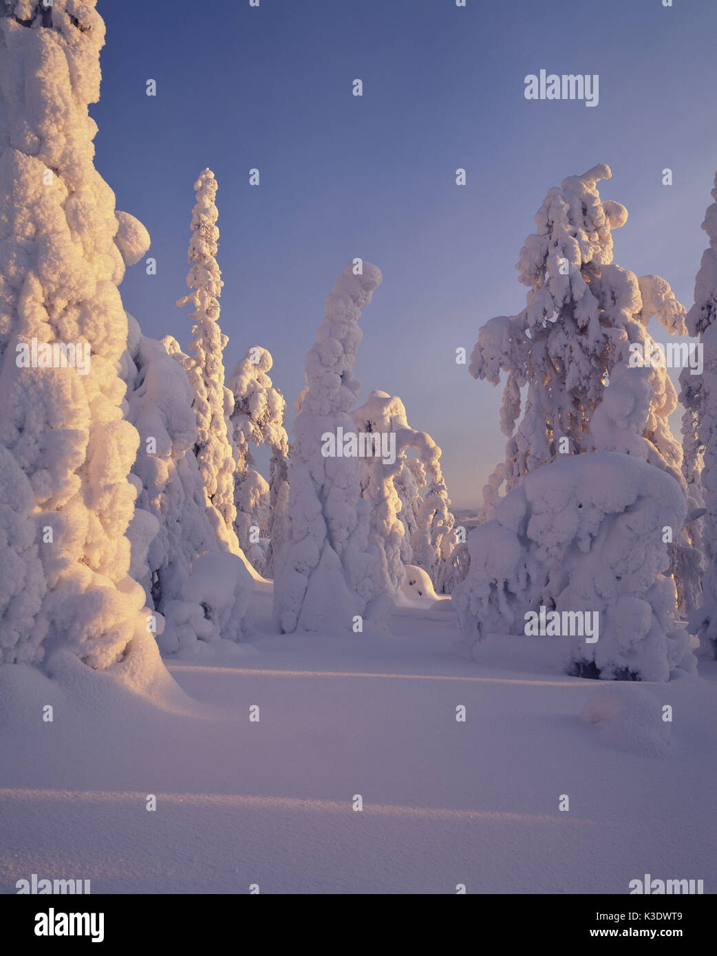 Taiga winter hi-res stock photography and images - Alamy