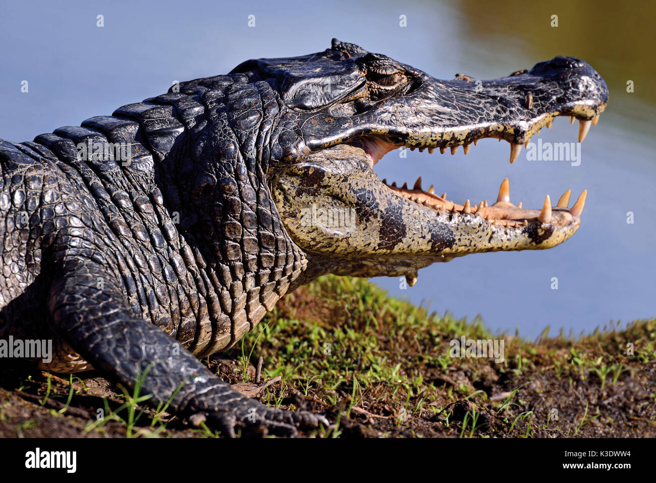 Caiman yacare hi-res stock photography and images - Alamy