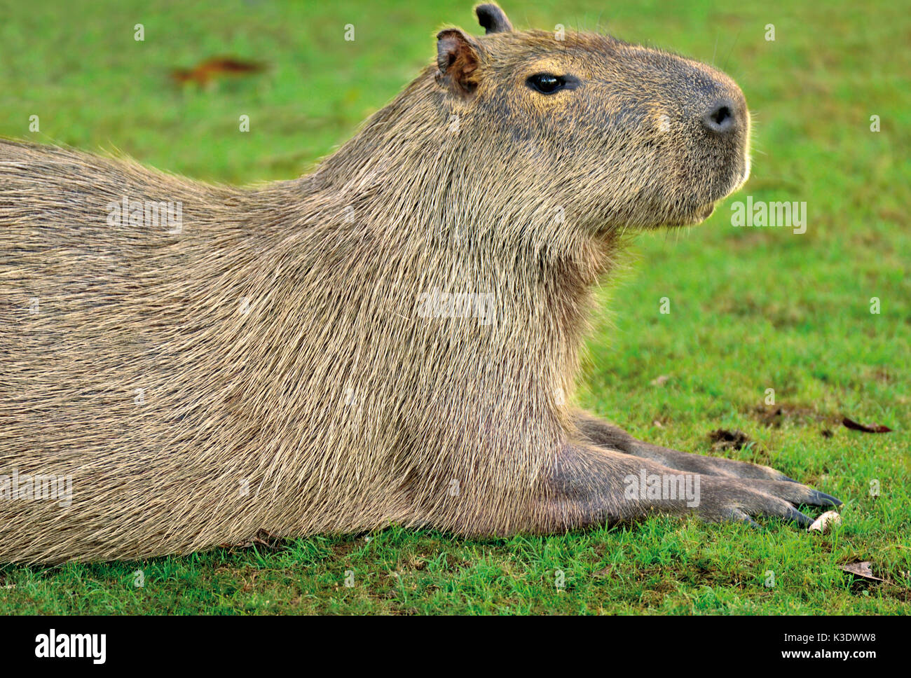 Brazil, Pantanal, water pig, Hydrochoerus hydrochaeris, lying, at the ...