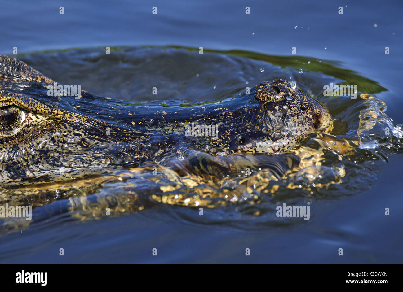 Swimming yacare caiman caiman yacare hi-res stock photography and ...