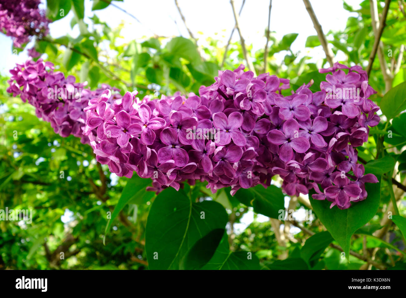 Blossoming lilac bush in spring hi-res stock photography and images - Alamy