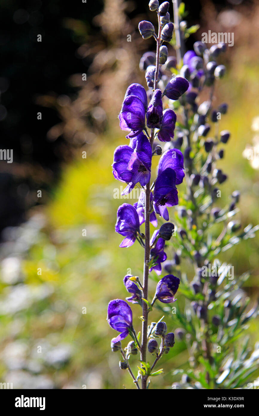 Monks hood flower hi-res stock photography and images - Alamy