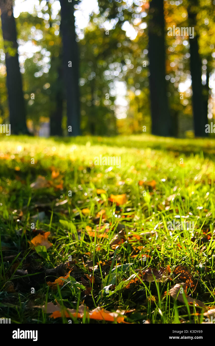 A beautiful scenery of autumn in nordic European country. Beautiful ...