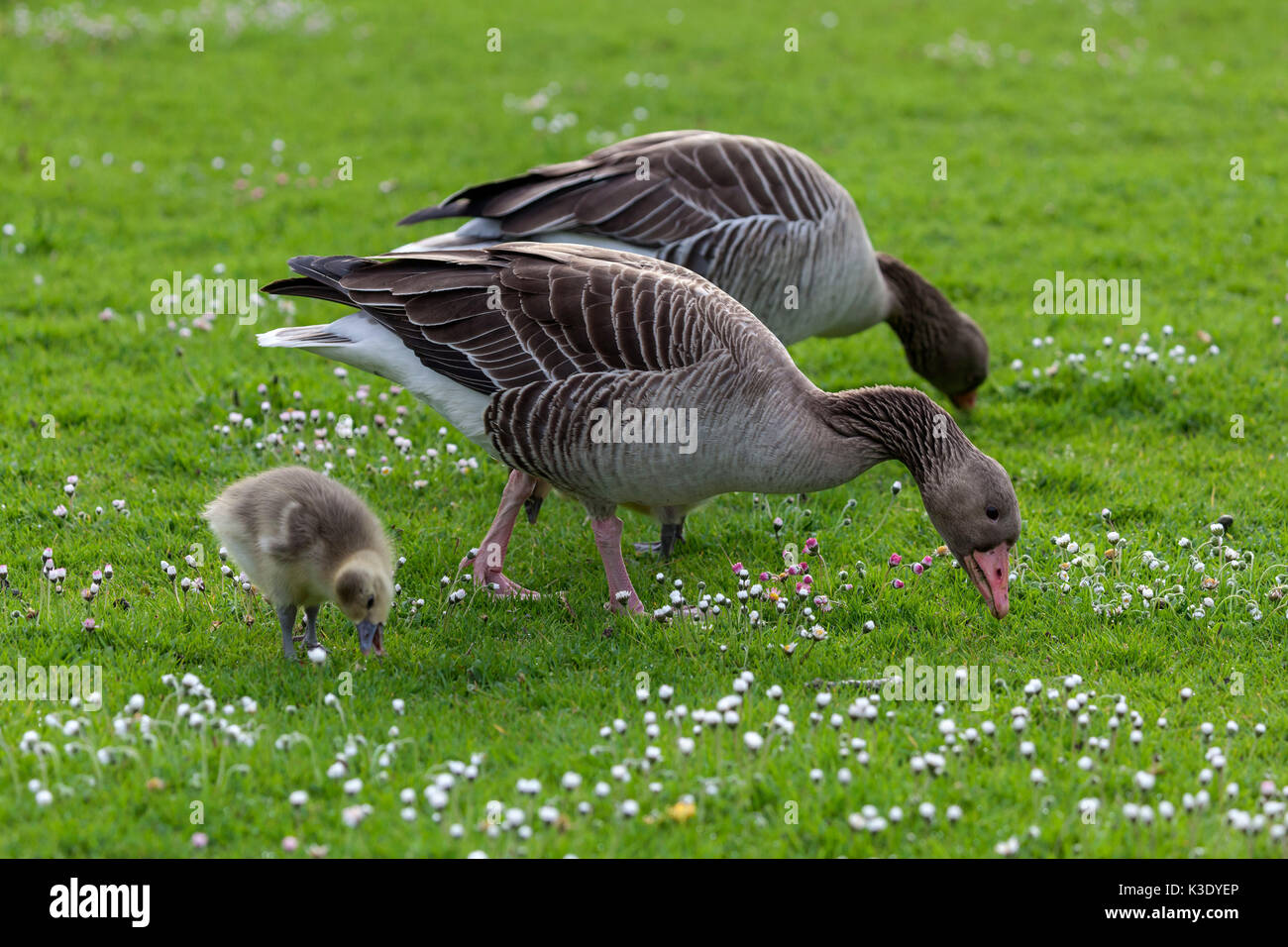 Young greylag geese in the Nymphenburger park, Munich, Upper Bavaria ...