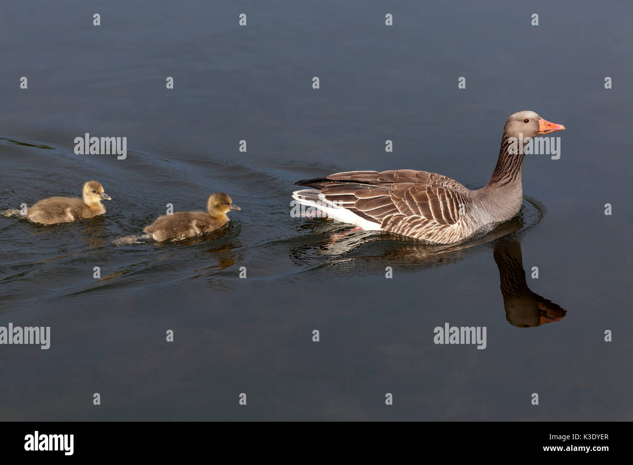 Young greylag geese in the Nymphenburger park, Munich, Upper Bavaria ...